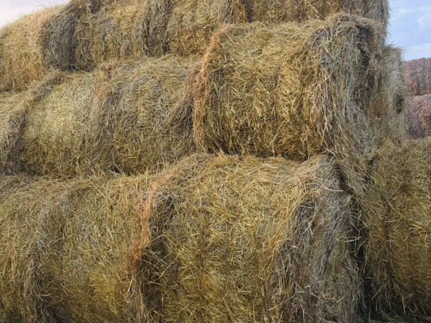 Салома Ячменная яровая и горохавая