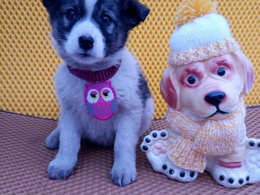 Очаровательные малыши ждут семью