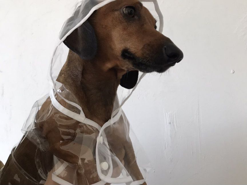 Дождевик для собаки