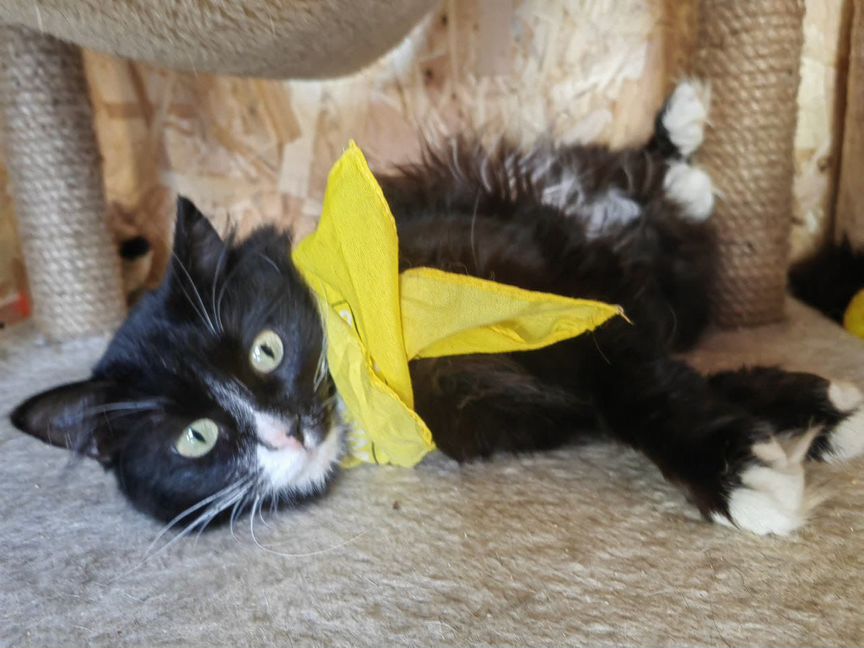 Асти-пушистенькая и веселая кошечка ищет дом