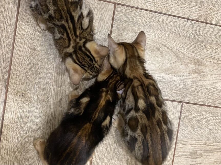 Бенгальские породистые котятки