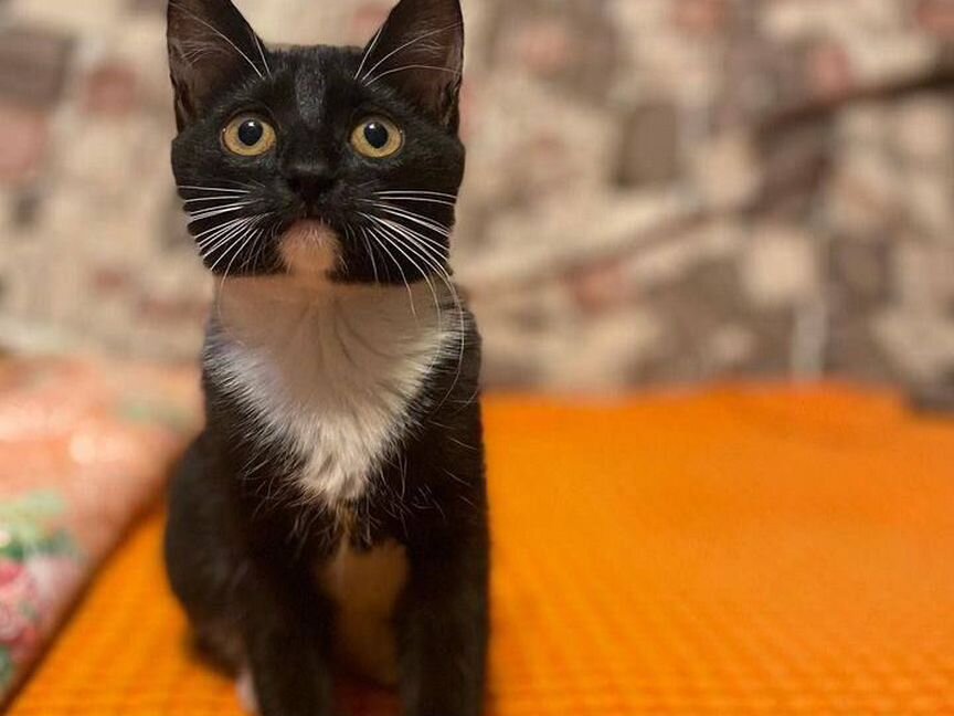 Котенок в добрые руки