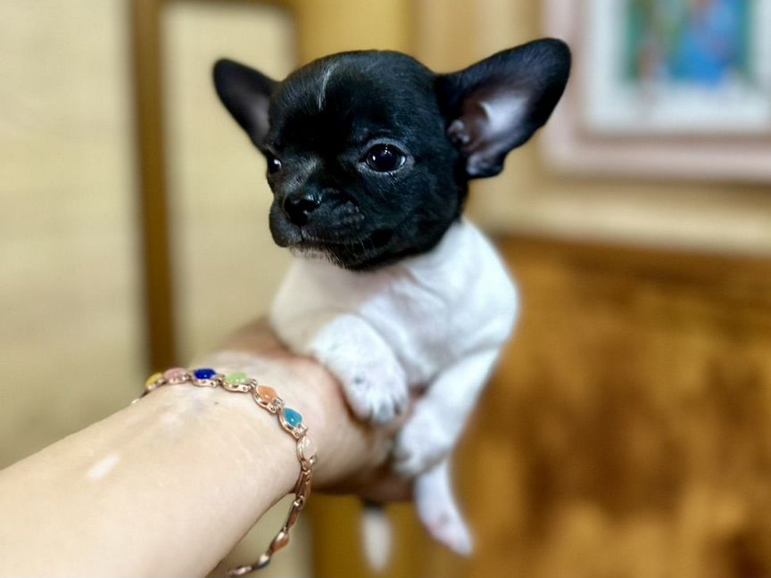 Чихуахуа мини мальчик