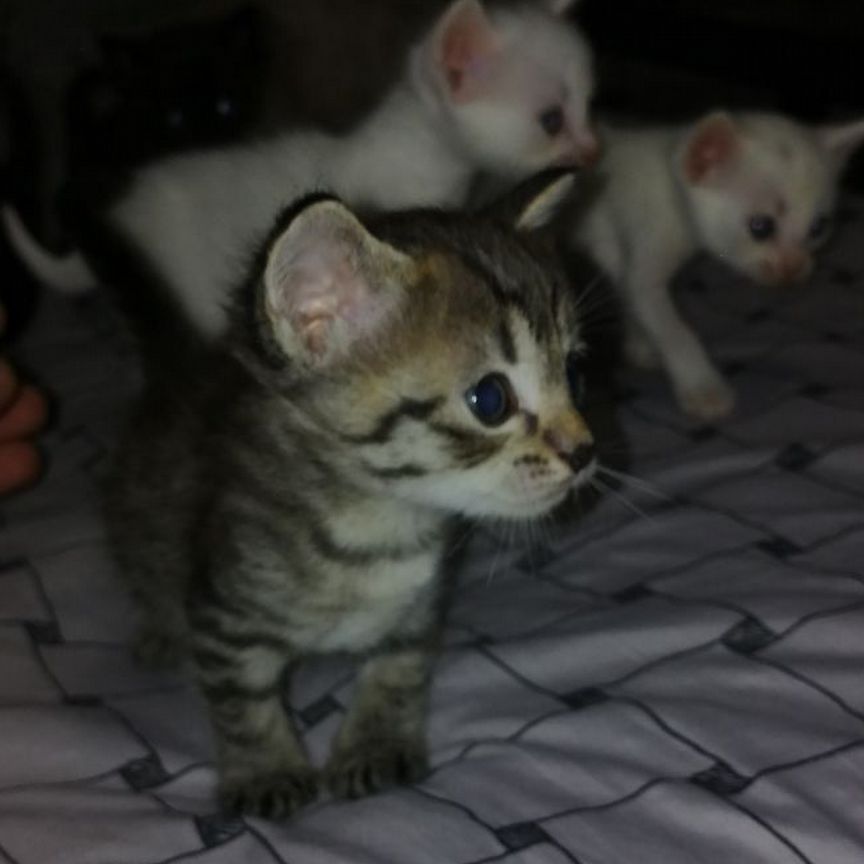 Пушистые и гладкошёрстные котята