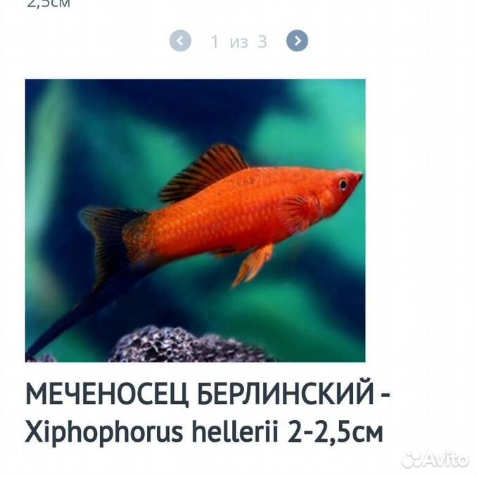 Меченосец берлинский Аквариумные рыбки много