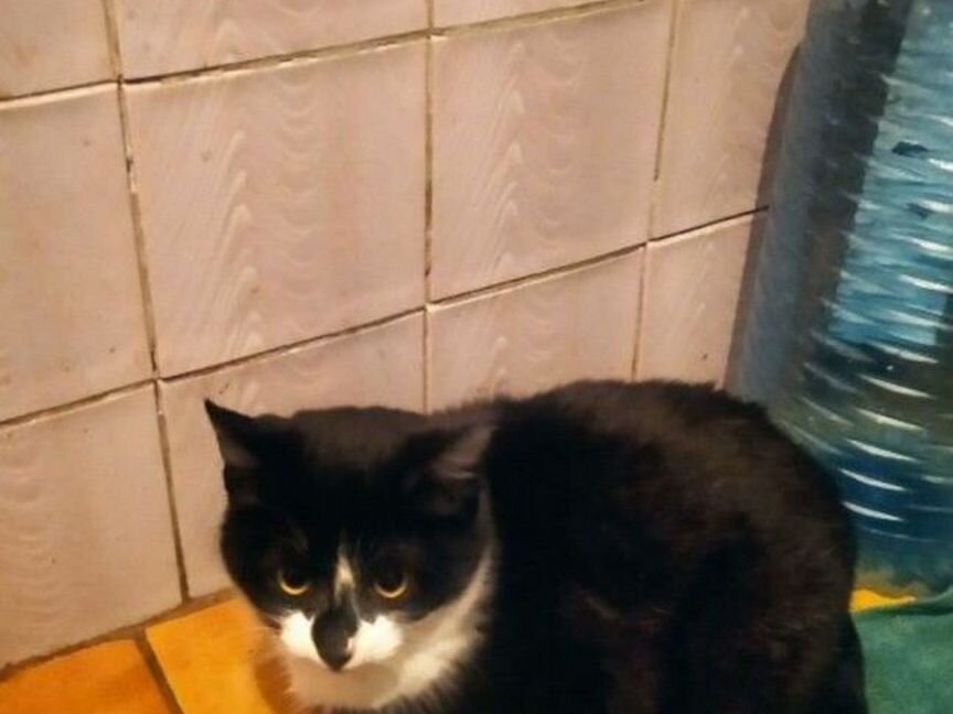 Потерялась кошка зовут Люси