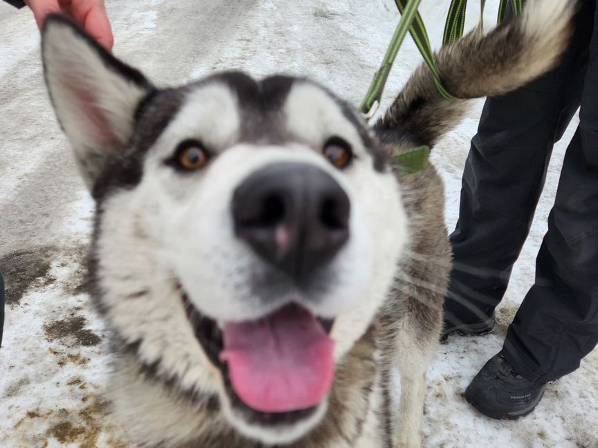Найдена собака хаски