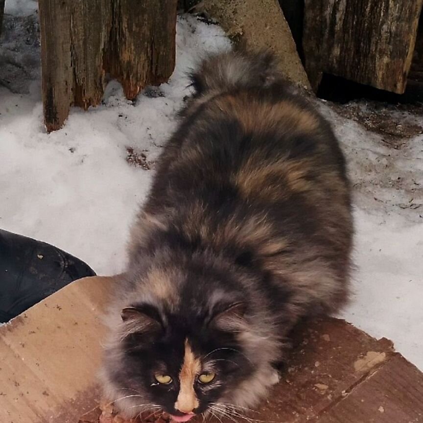 Взрослая, кошка в добрые руки