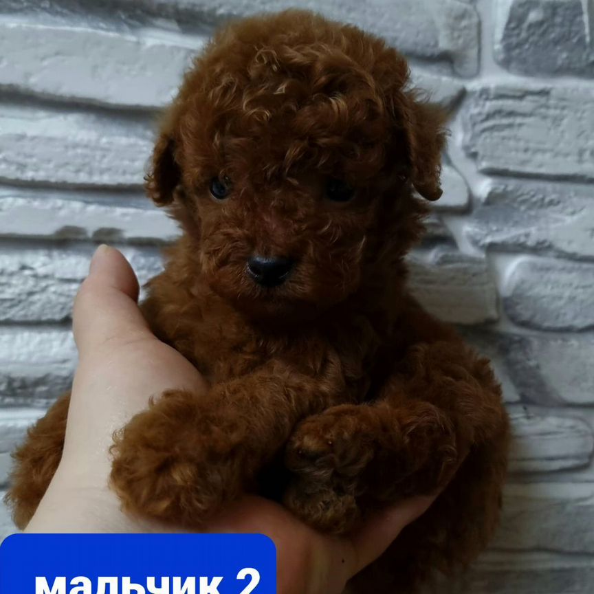 Пудель, щенок