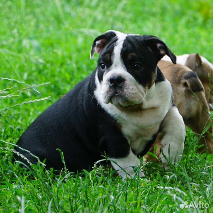 Английский бульдог,мальчик