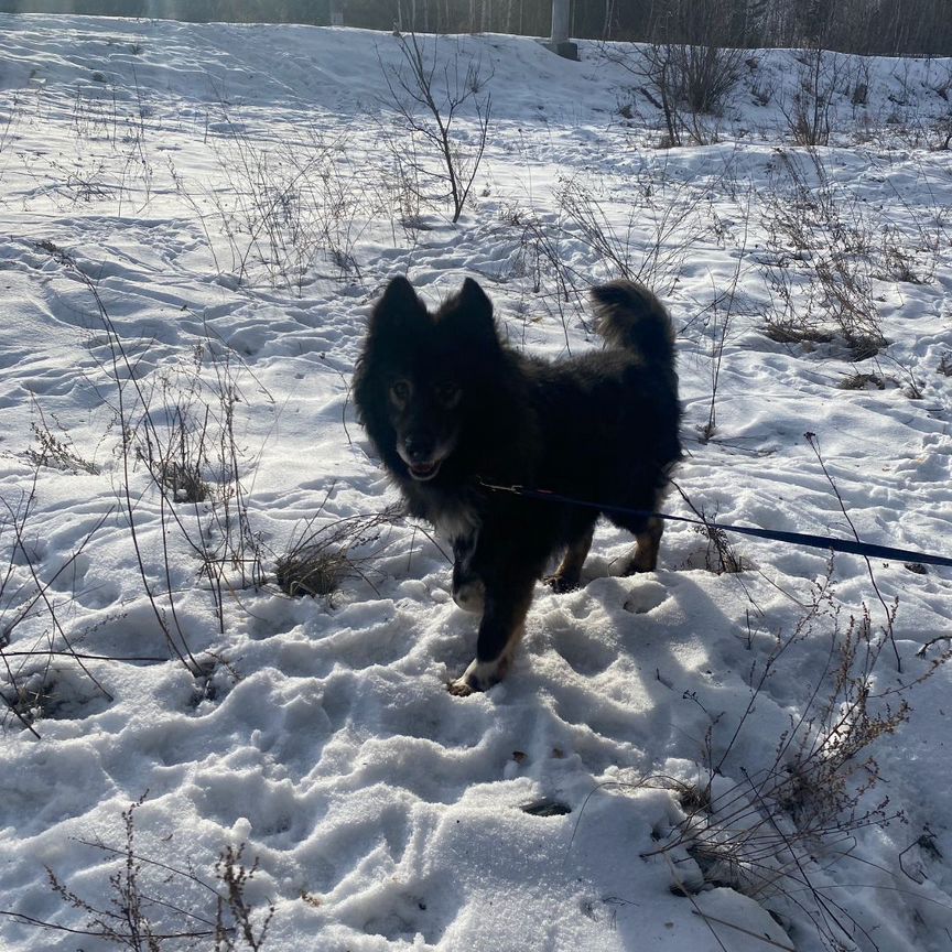 Гришка,самый лучший пёсик,лучшим хозяевам