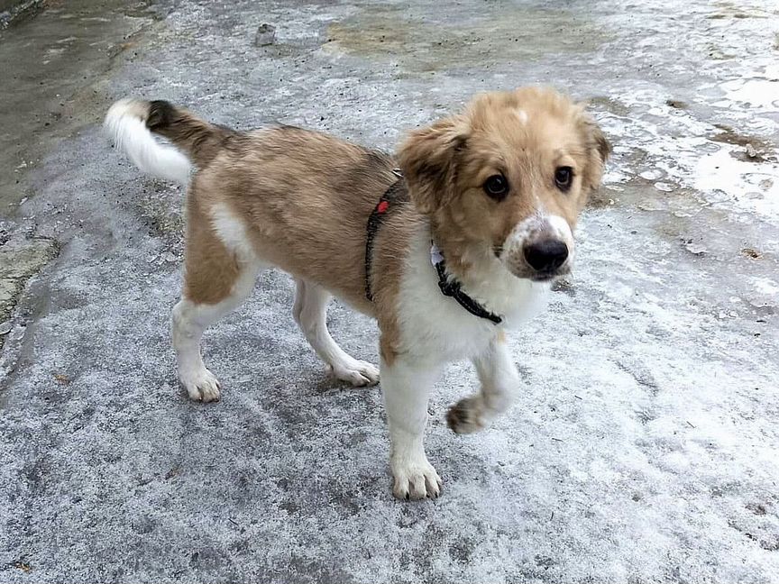 Славный щенок-мальчик ищет хозяев