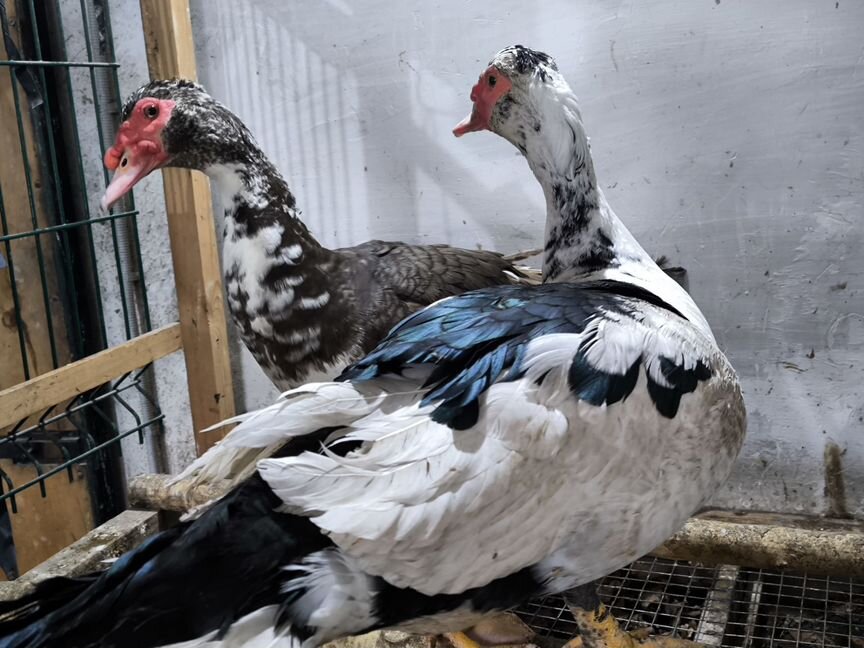 Селезень индоутки