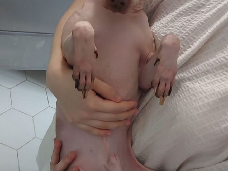 Голый американский терьер