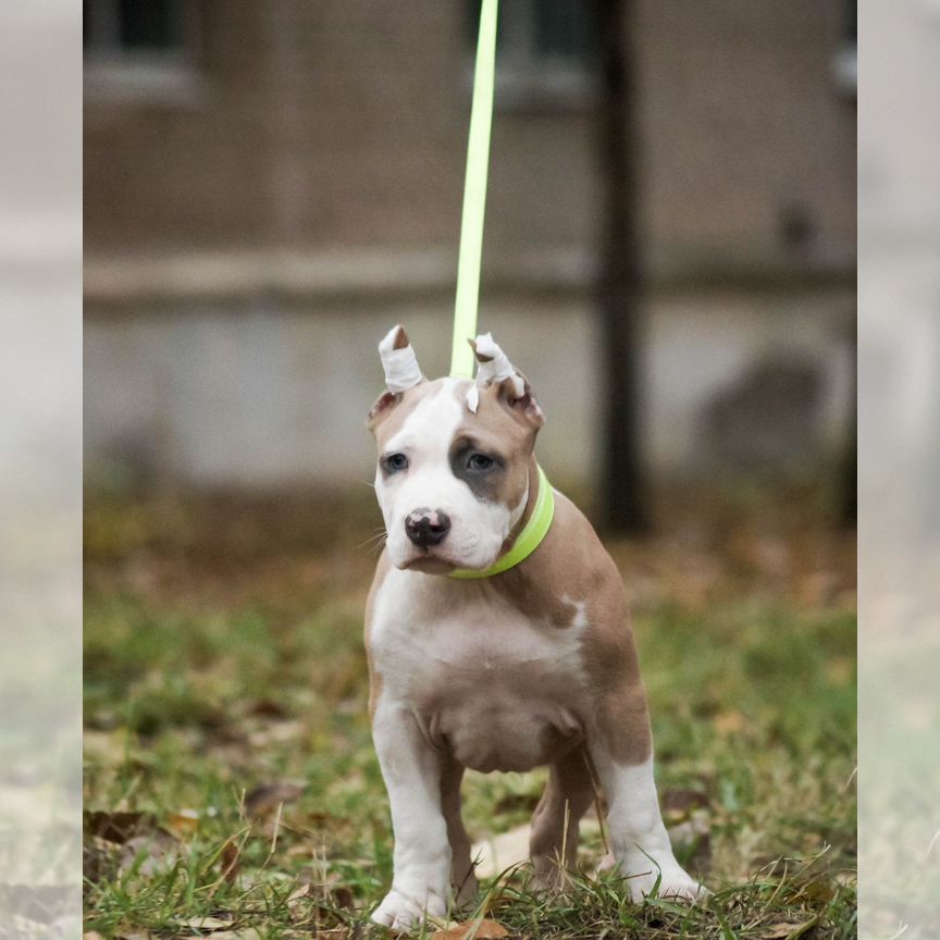 Американский стаффордширский терьер, щенок