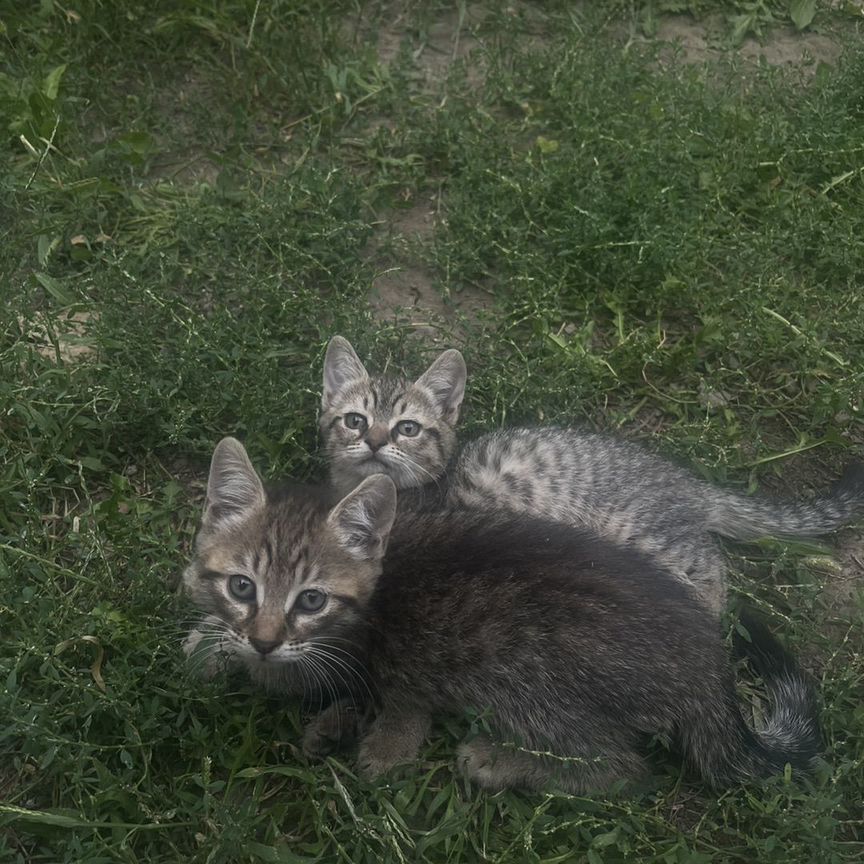 Отдаем котят в добрые руки