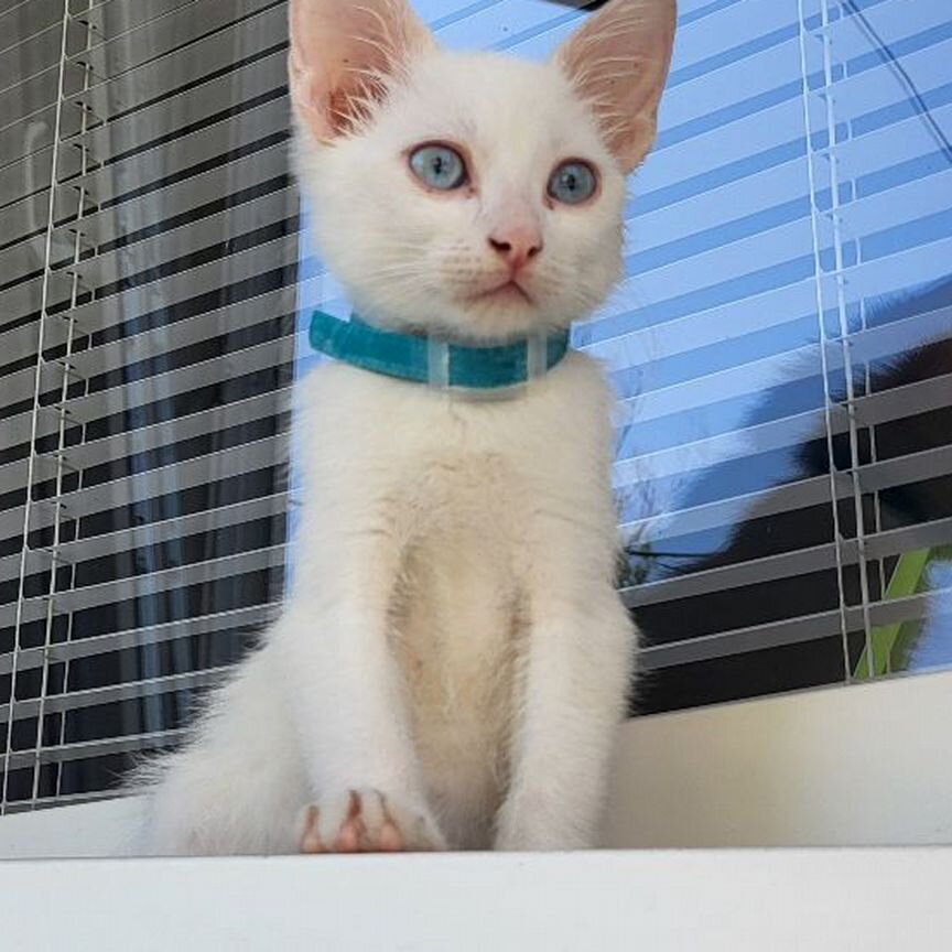 Продадим котёнка