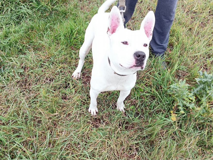 Кобель Граф в хорошую семью бесплатно