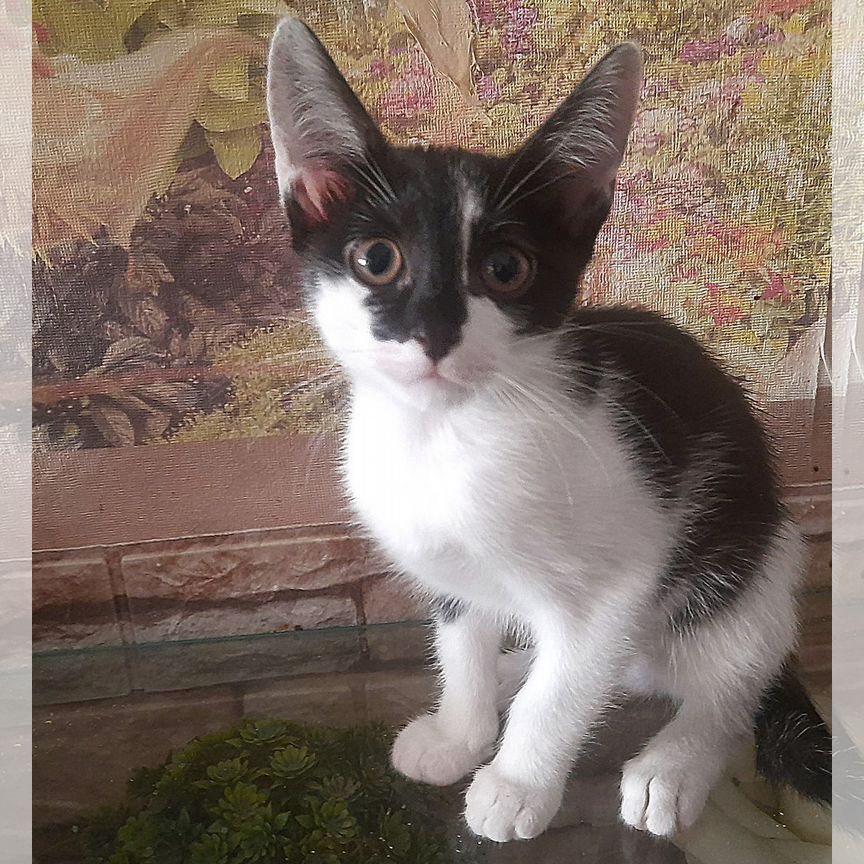 Котенок девочка 2 мес
