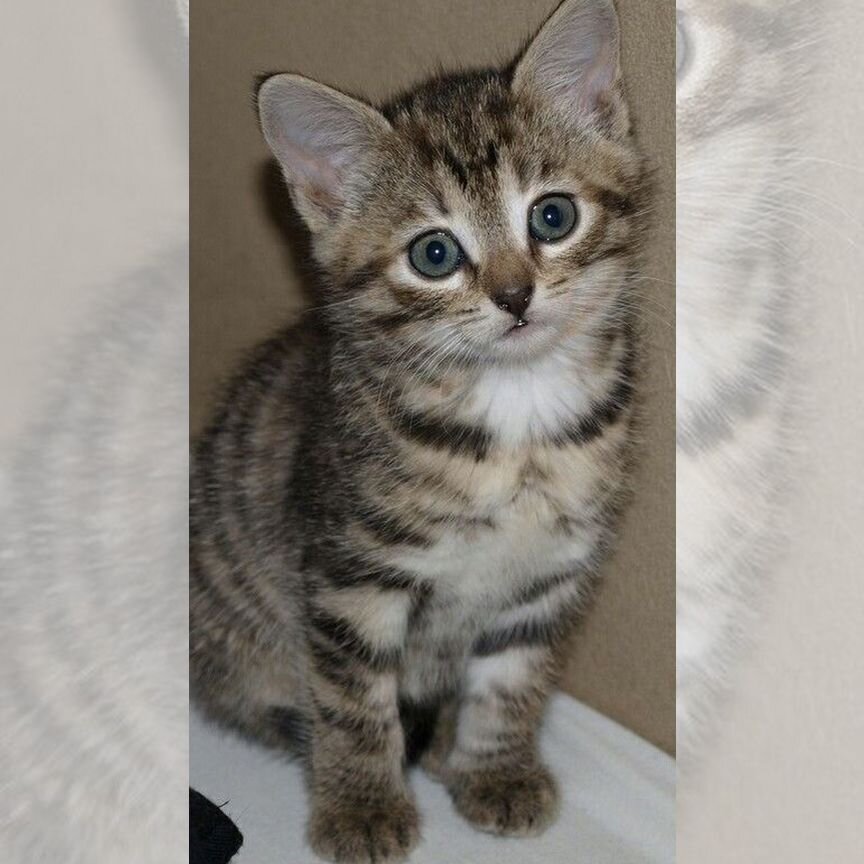 Котёнок в добрые руки