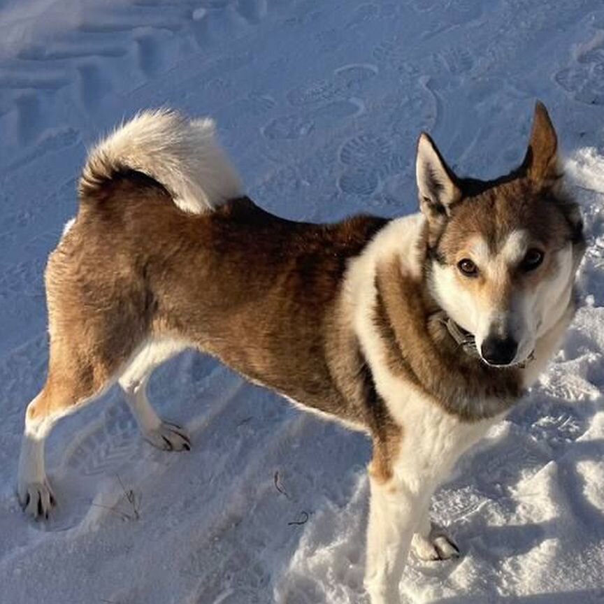 Западносибирская лайка, взрослая собака