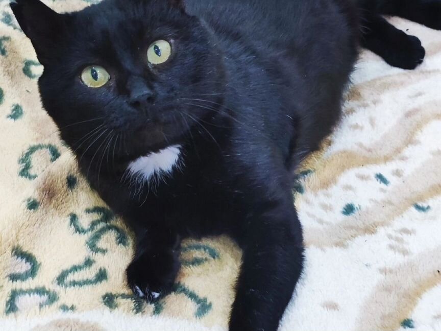 Кошка