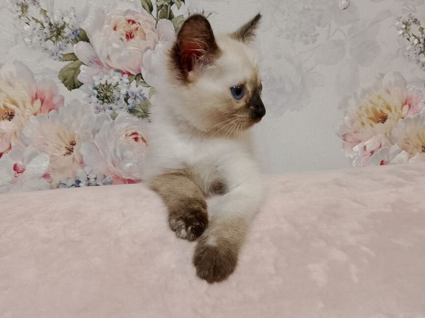 Кошечка красивая ласковая