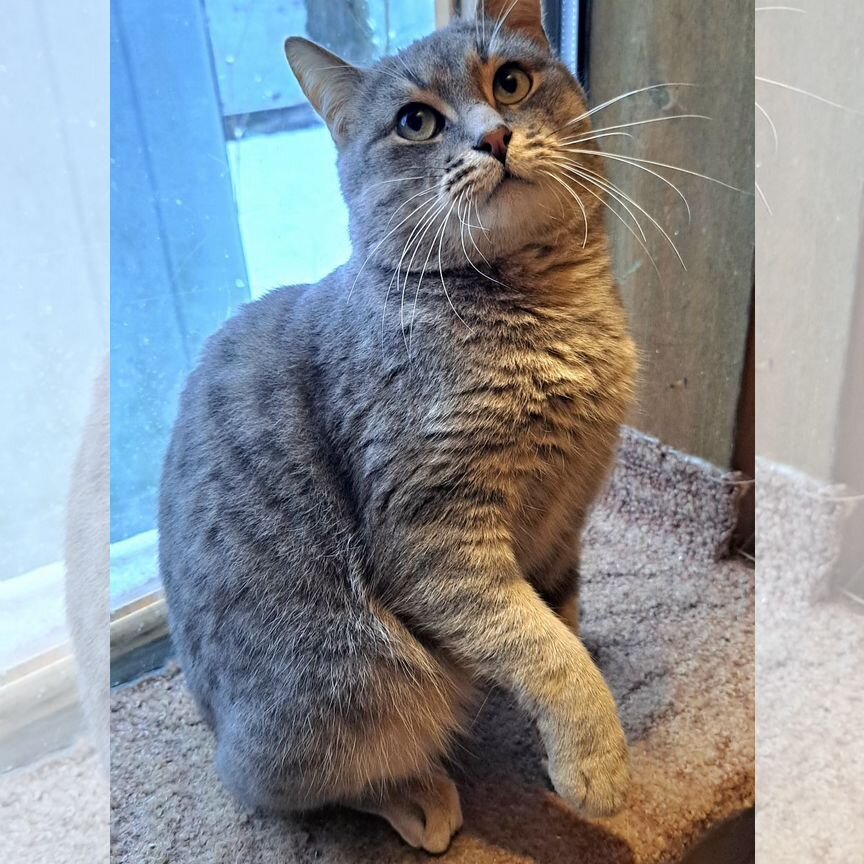 Взрослый кот в добрые руки