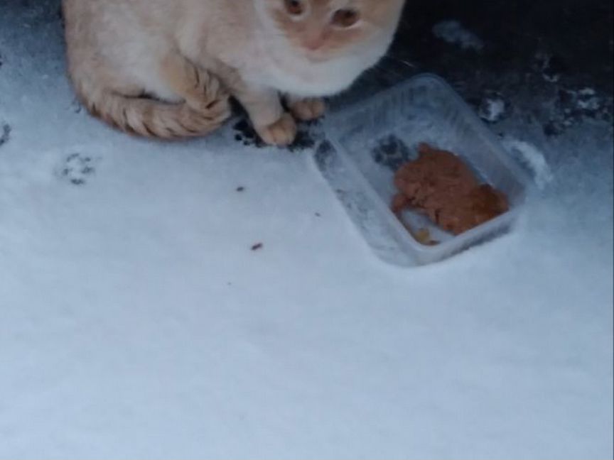 Котик потеряшка ждет хозяев
