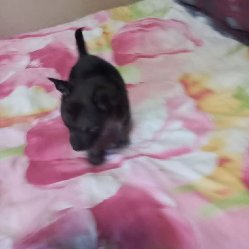 Щенок в добрые руки