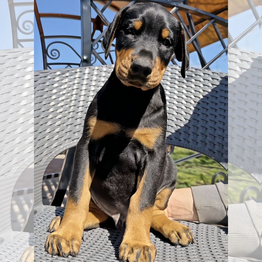 Доберман, щенок