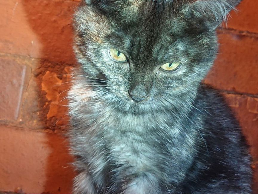 Котейка грелочка ладошковая