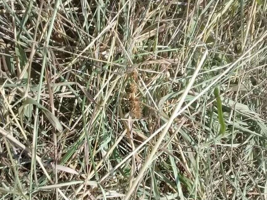 Доставка, сено, солома свежий урожай 2023 года