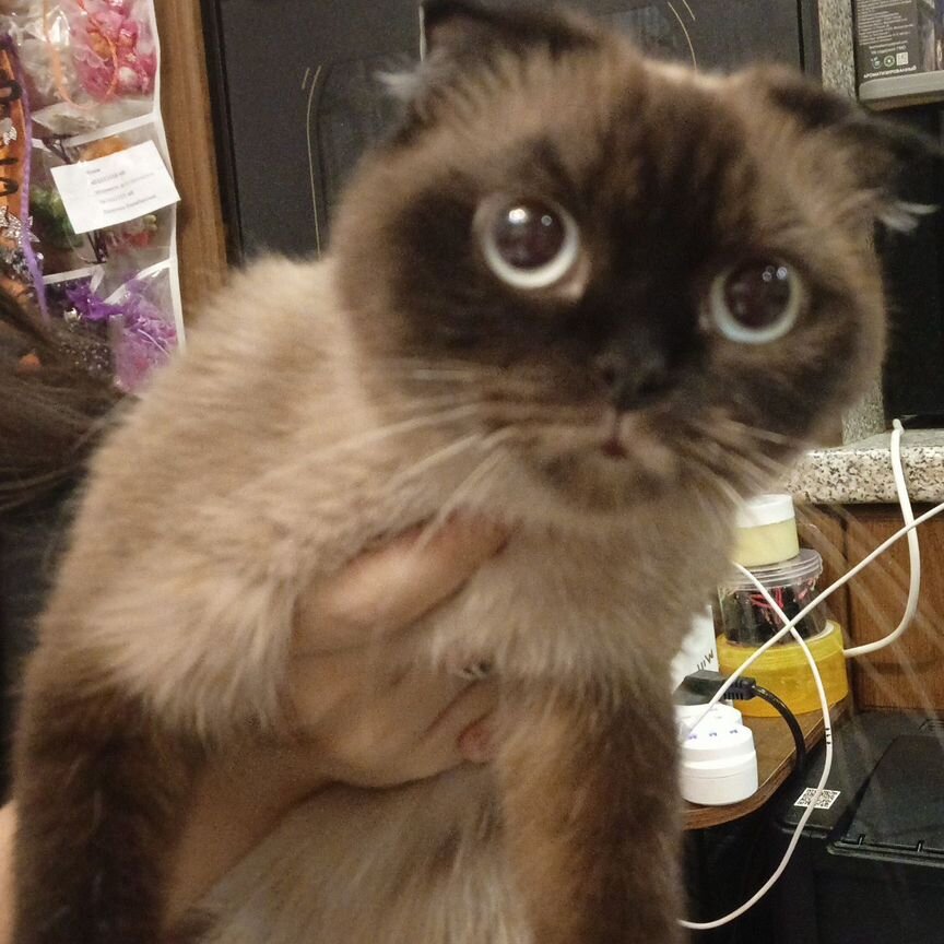 Шотландский вислоухий длинношёрстный котёнок