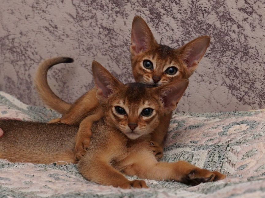 Абиссинские котята яркого дикого окраса