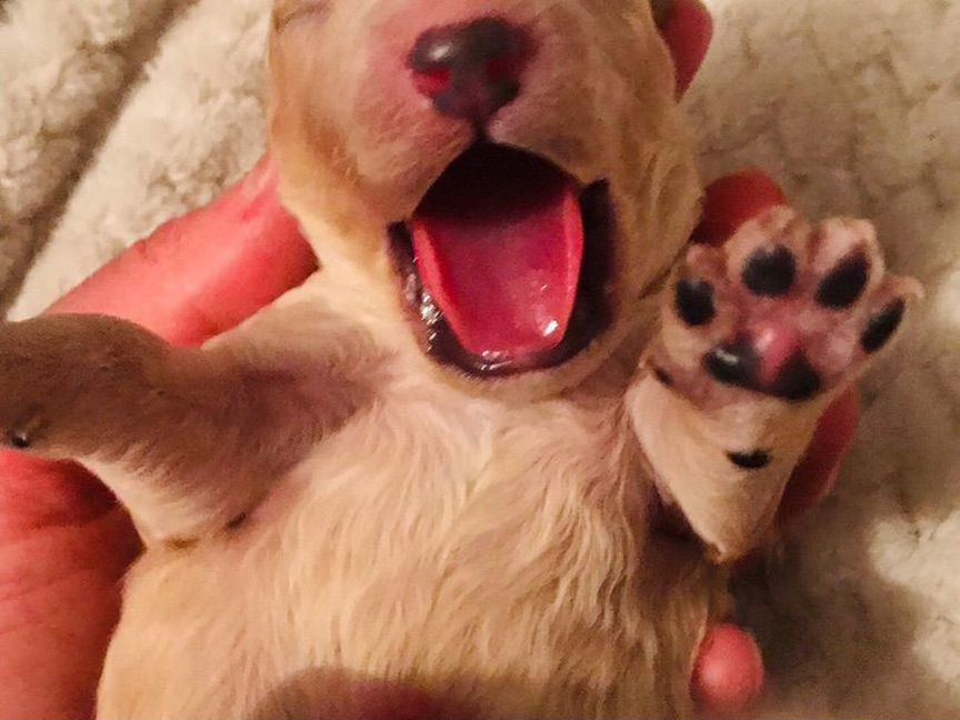 Домашние животные собаки щенки