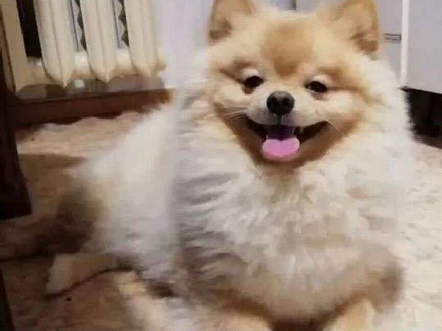 Померанский шпиц вязка