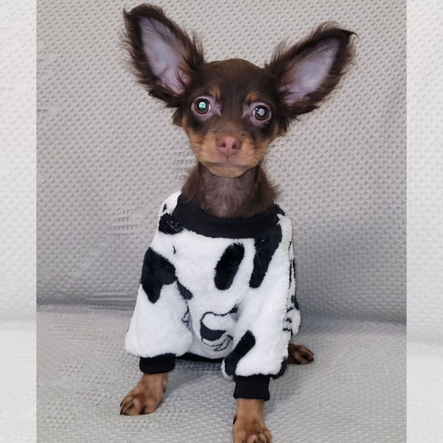 Русский той-терьер, щенок