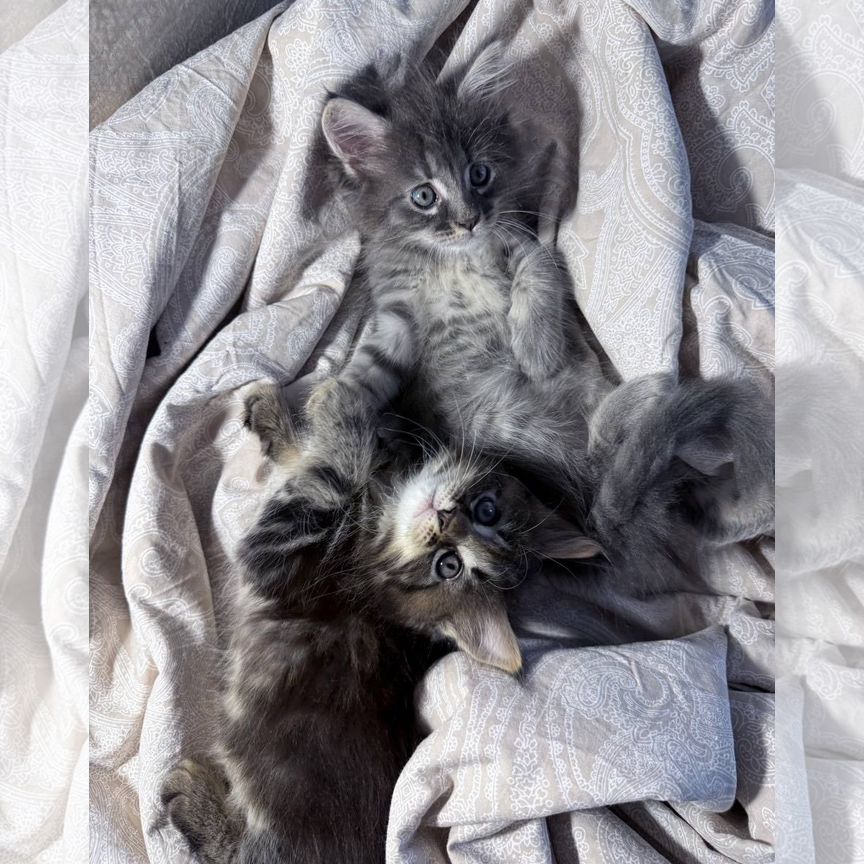 Мейн-кун котёнок