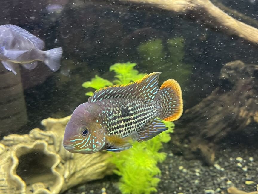 Акара бирюзовая