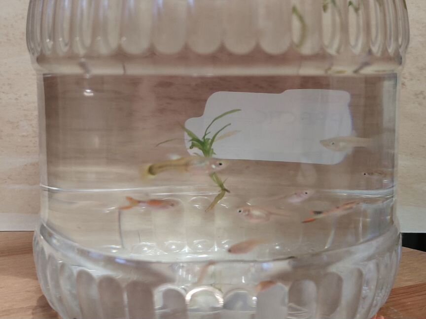 Аквариумные рыбки гуппи эндлеры бесплатно