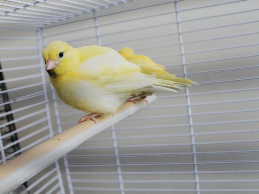 Канарейки Файф Фенси