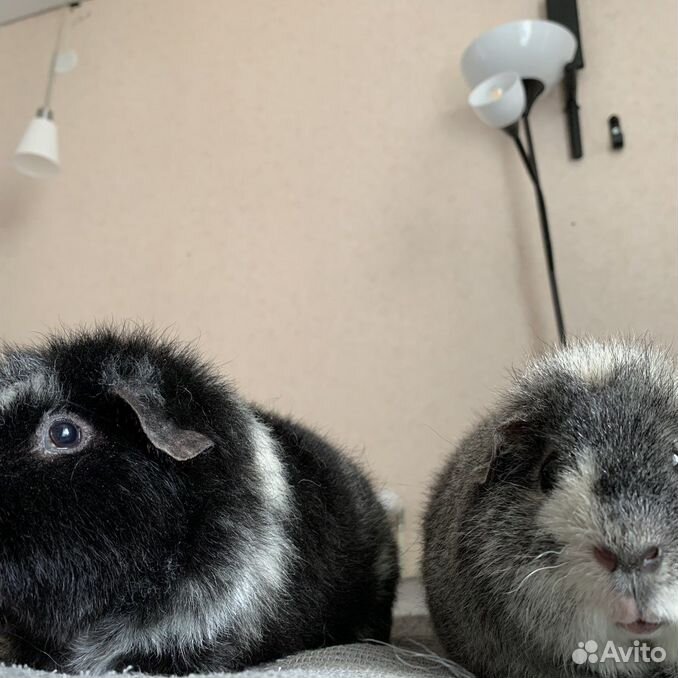 Морская свинка тедди