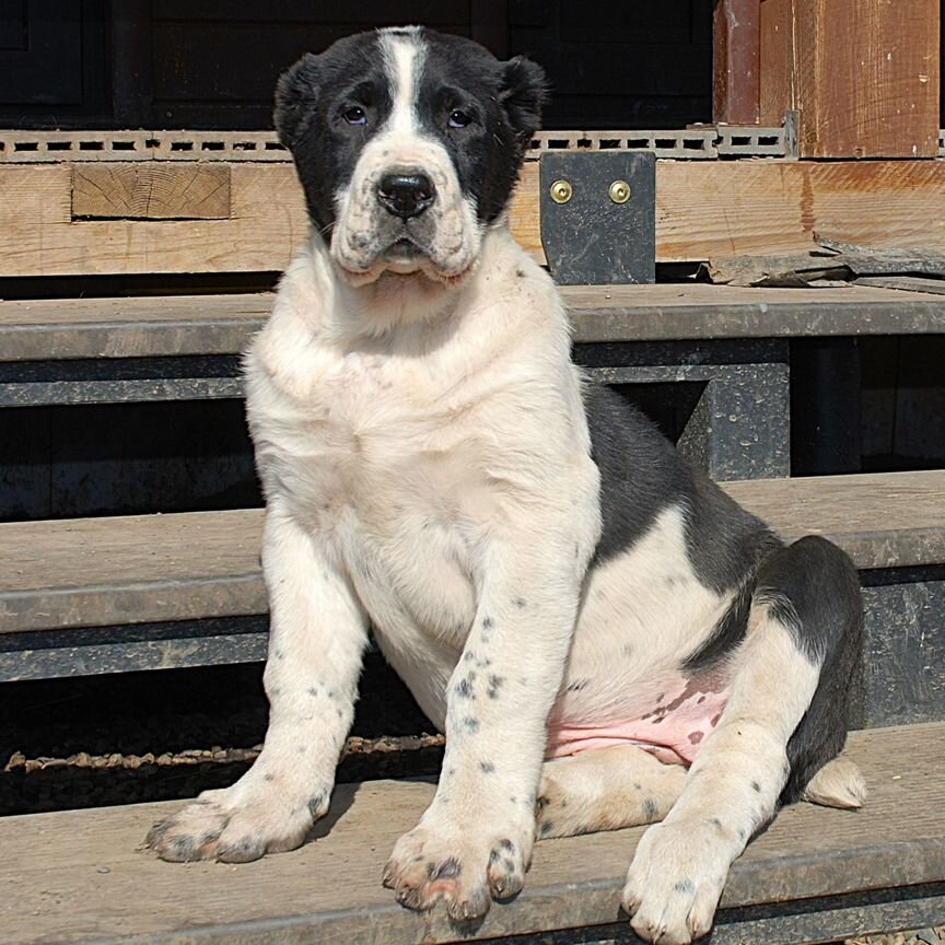 Среднеазиатская овчарка, щенок