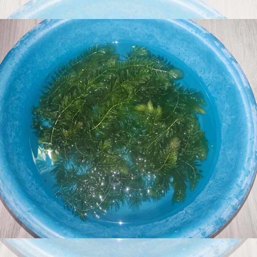 Роголистник