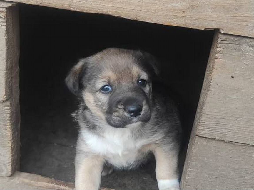 Щенок малышок