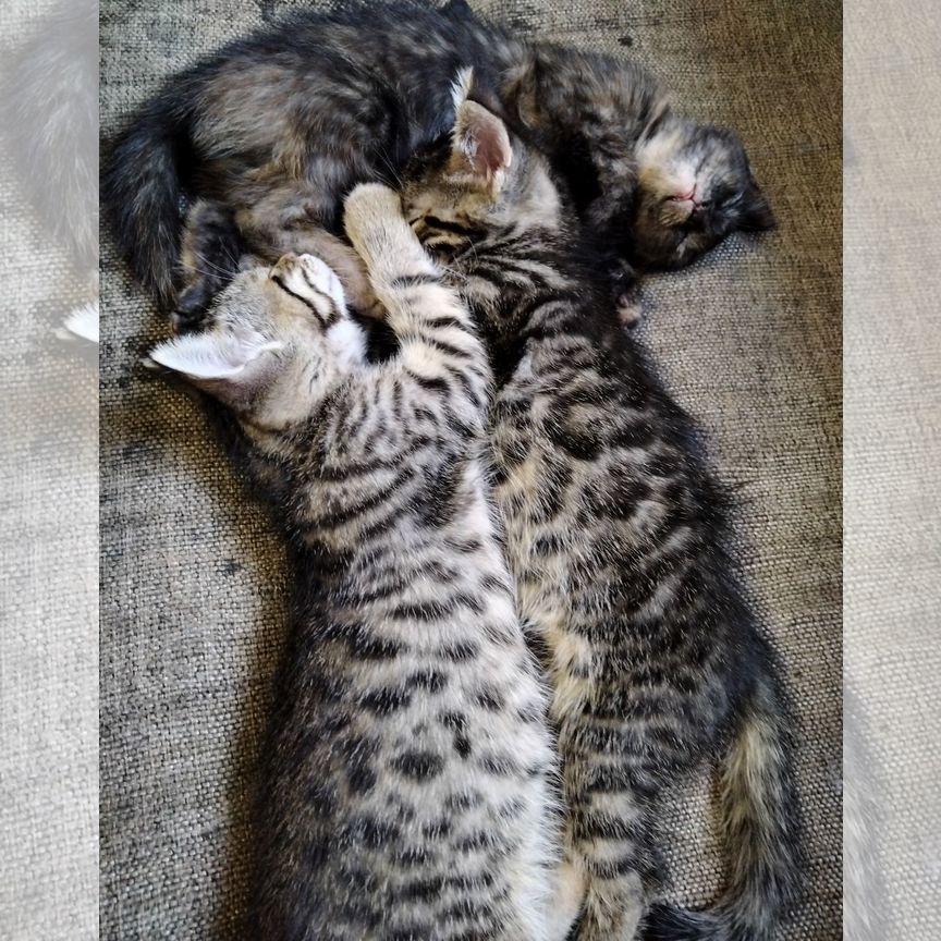 Отдам в добрые руки котят