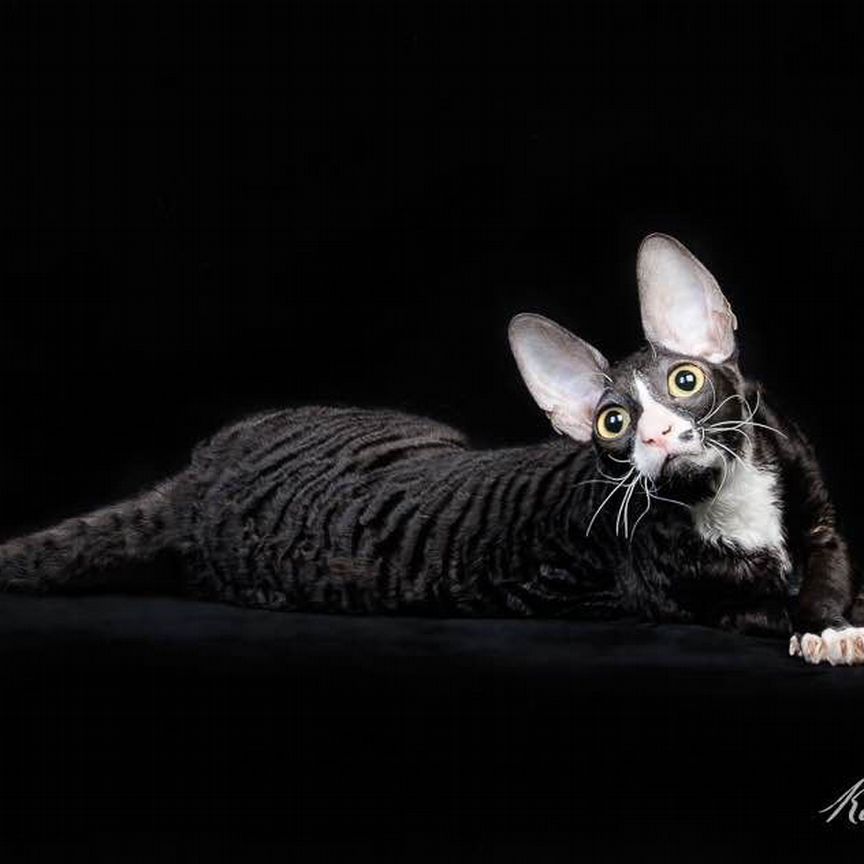 Котенок от титулованных родителей