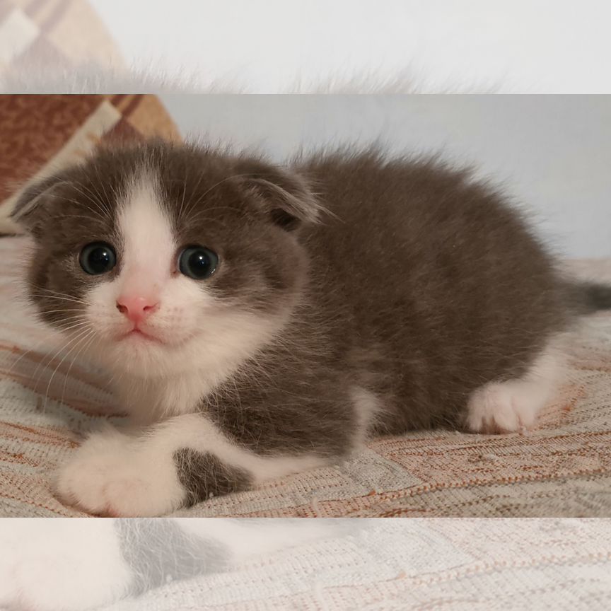 Вислоухий котенок