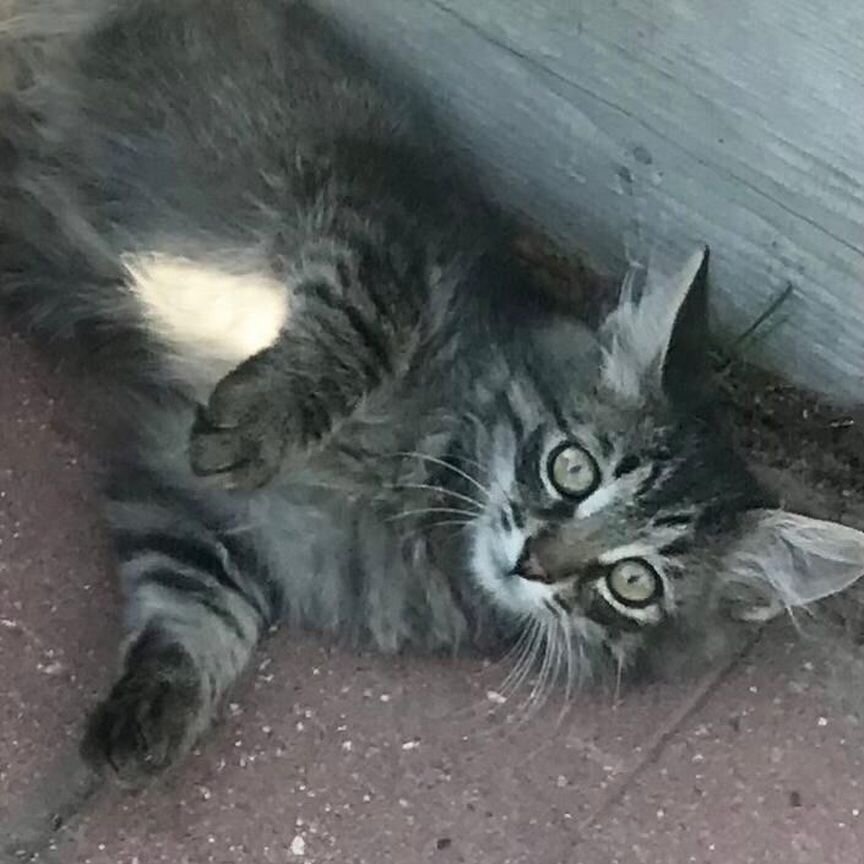 Котенок